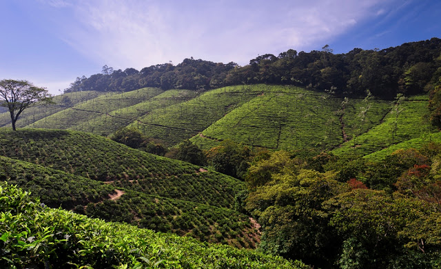 Tamilnadu Tourism: Manjolai Tea Estate, Manjolai Hills