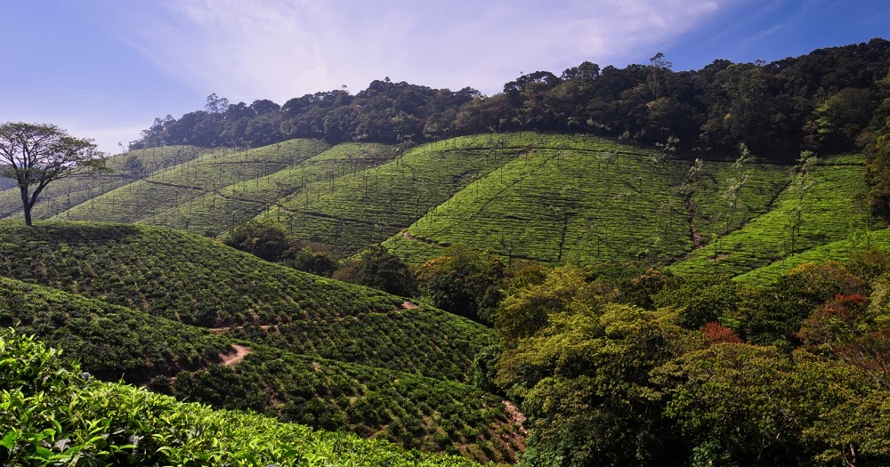 Tamilnadu Tourism: Manjolai Tea Estate, Manjolai Hills