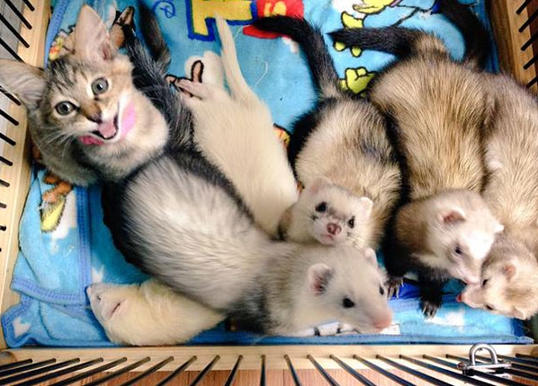 White Wolf : Rescue Kitten Adopted By 5 Ferrets Thinks It’s A Ferret Too