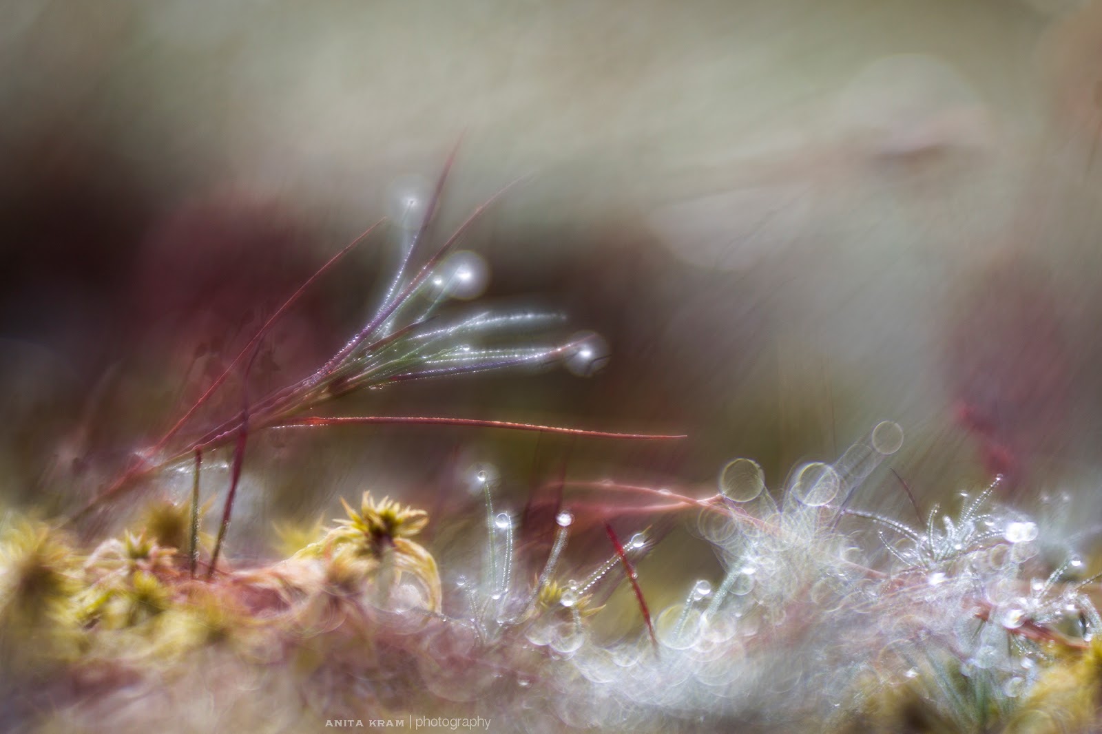 Anita Kram | photography