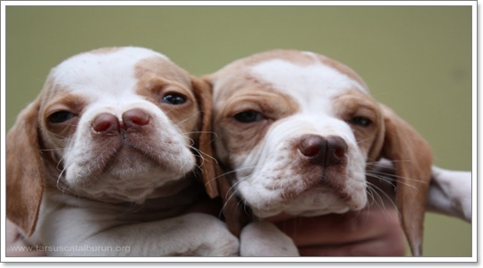 รวมสัตว์เลี้ยงหายาก: สุนัขสายพันธุ์ตุรกี พอร์ยเตอร์(Turkish Pointer)