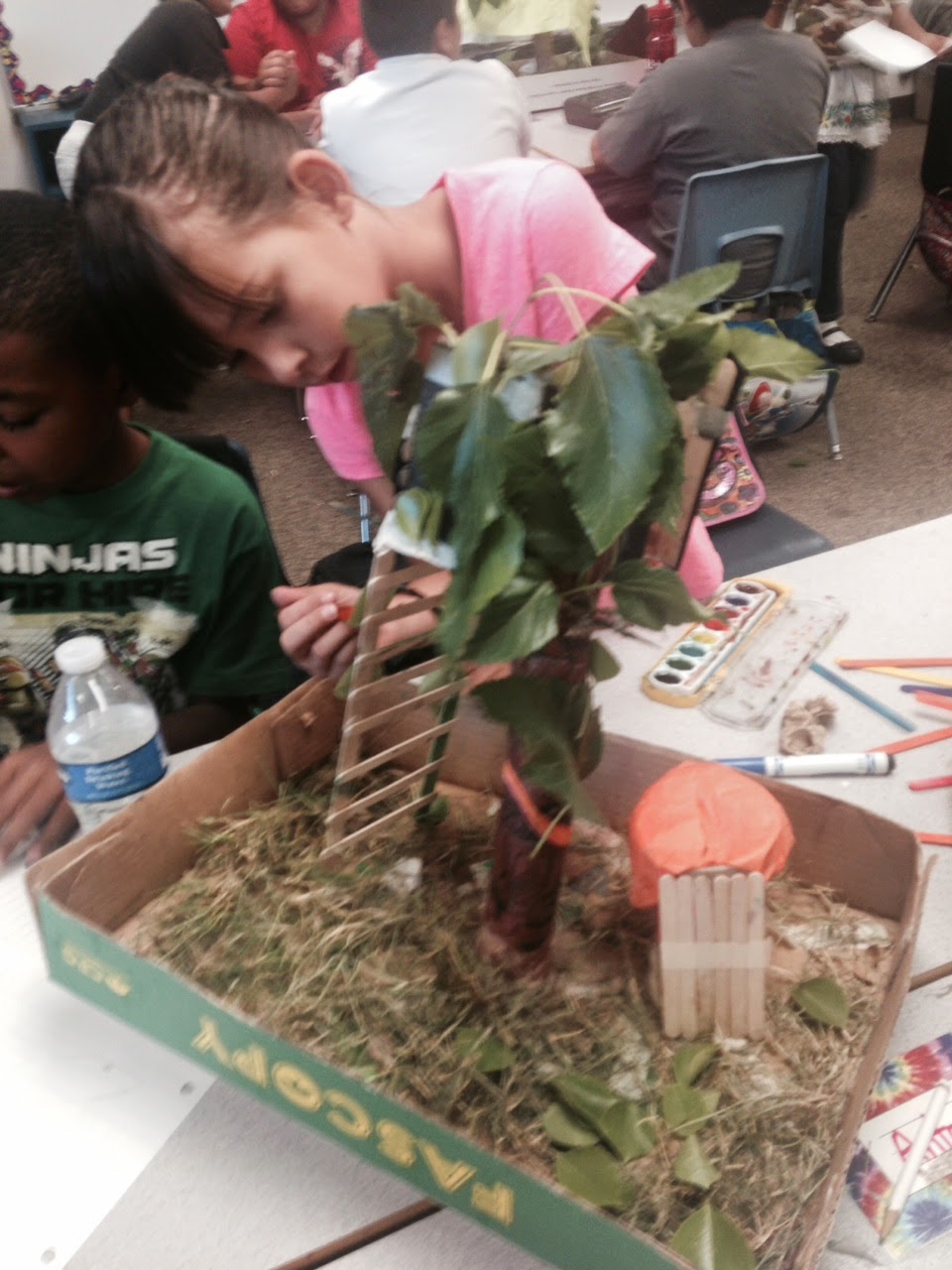 Third Grade with Room Nine: Welcome to the Rainforest