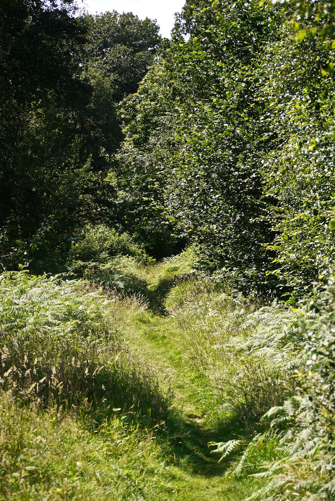 Walking in the country: Pamber Forest