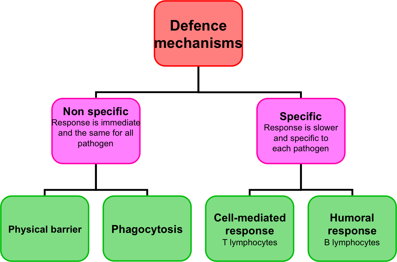 AS biology King Alfred's Academy : Defence systems- Miss Timms Tuesday ...