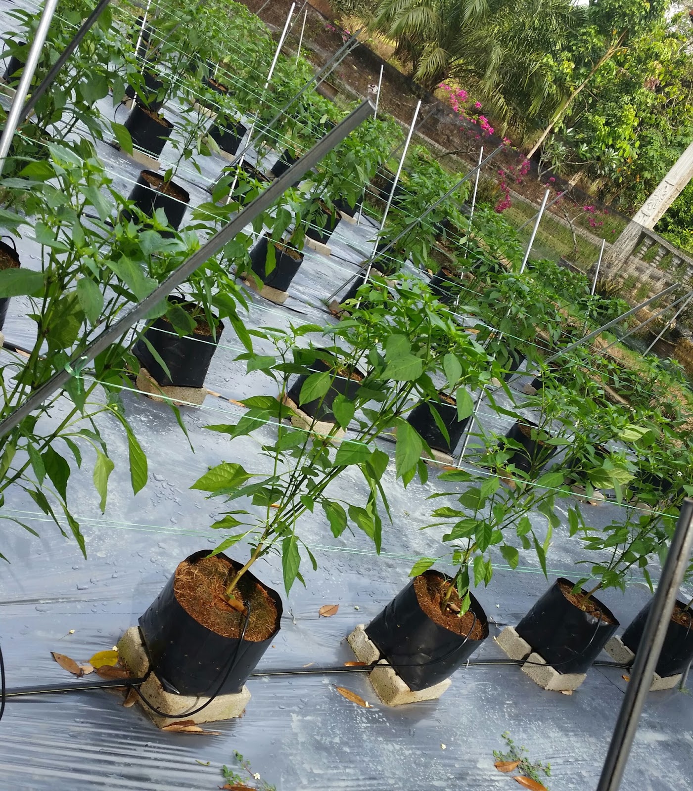 Warisan Petani: Tanaman Cili Fertigasi.