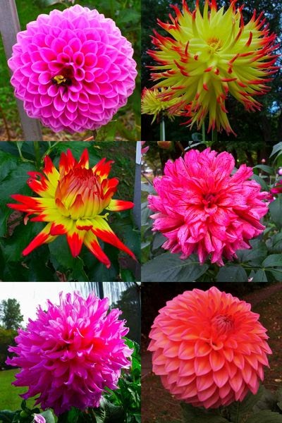 Konsep 22+ Jenis Jenis Bunga Berdasarkan Daunnya