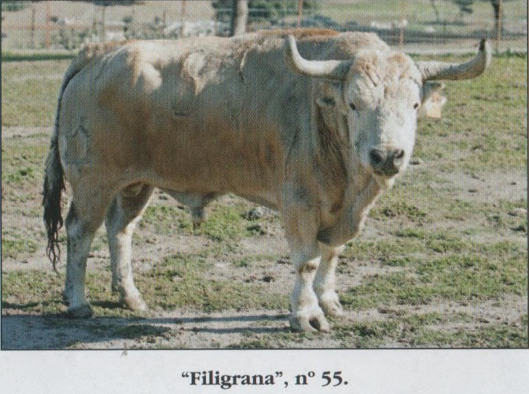 Afición y Pasión por el Toro: El toro "Ilusión" y los jaboneros de Juan ...