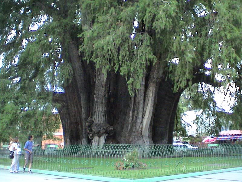 sancarlosfortin: arbol del tule en oaxaca mexico