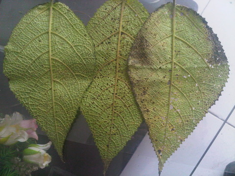 Daun Gatal, Obat tradisional pereda nyeri | Paninggih