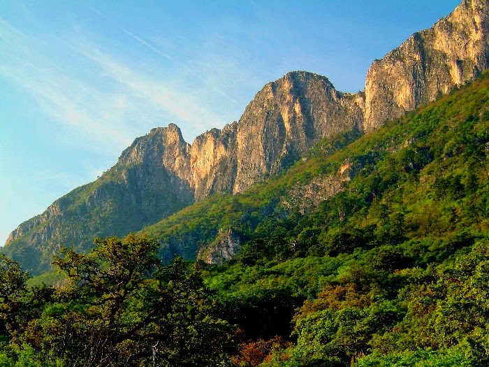 TECOLOTE TAMAULIPECO : tecolote tamaulipeco