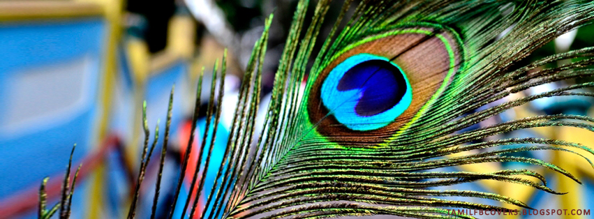 My India FB Covers: Peacock feather - Colourful FB Cover