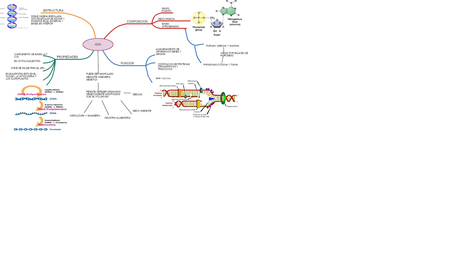 BIOQUIMICA: MAPA MENTAL ADN
