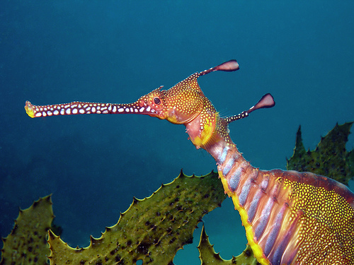 Aston Martin: Tubuh naga laut rumput lebih panjang dari naga laut daun ...