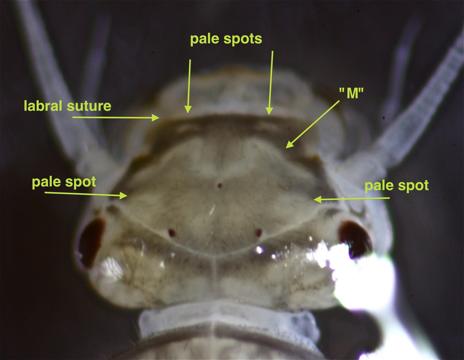 Aquatic Insects of Central Virginia: The First "Isoperla" Perlodid ...
