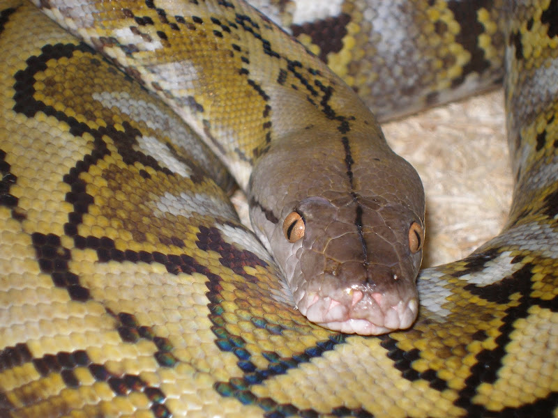 Katy J Negus. BA Hons. CG Arts & Animation: Study of Snakes