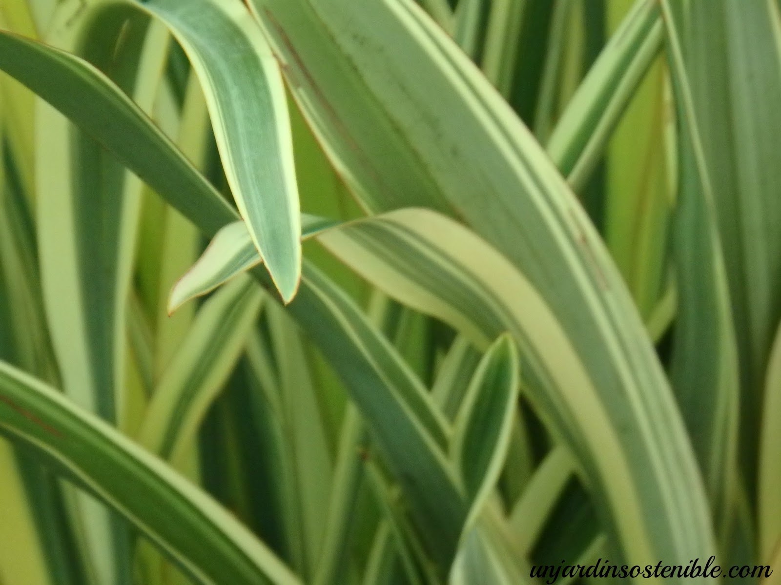 Phormium Tenax de hojas Purpureum, Varigadas o Matizadas y Tricolor.