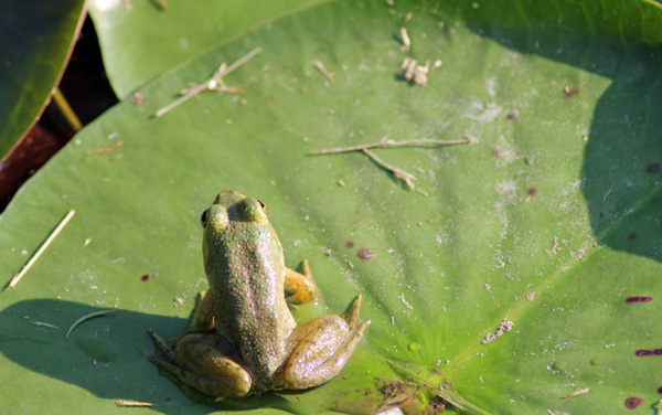 Explore Missouri: Bullfrog Metamorphosis