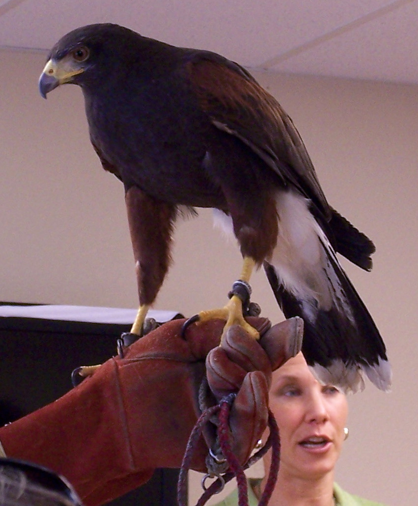 The Natural World: Harris Hawk at the Dinosaur Hotel!