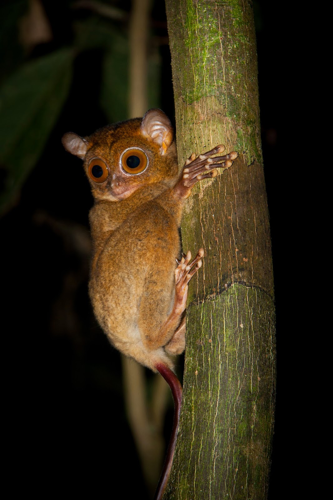 Sticky Rice Travel - Photostream: Horsefield's Tarsier, Danum Valley
