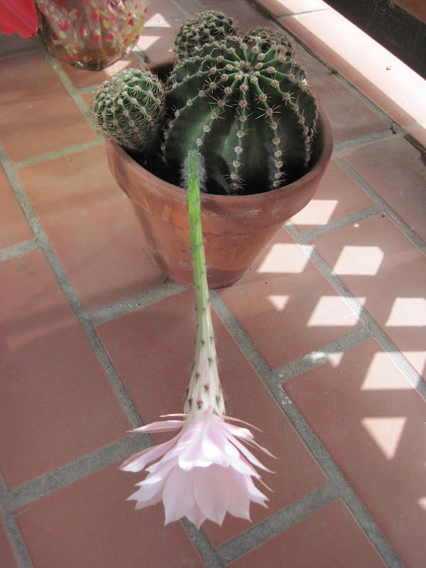 Only One: Se me acumula el curro....