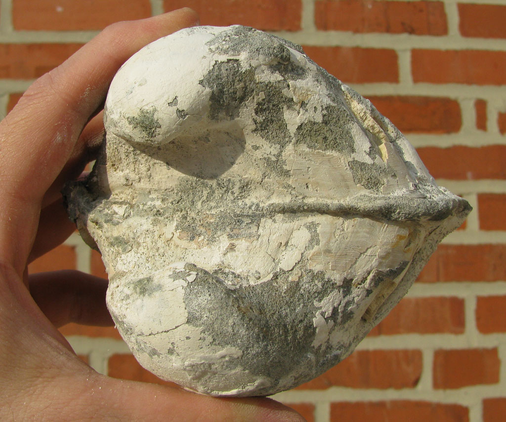 Views of the Mahantango: Cucullaea gigantea pelecypod from the Aquia ...