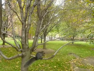 The New York Squirrel: Saying Goodbye