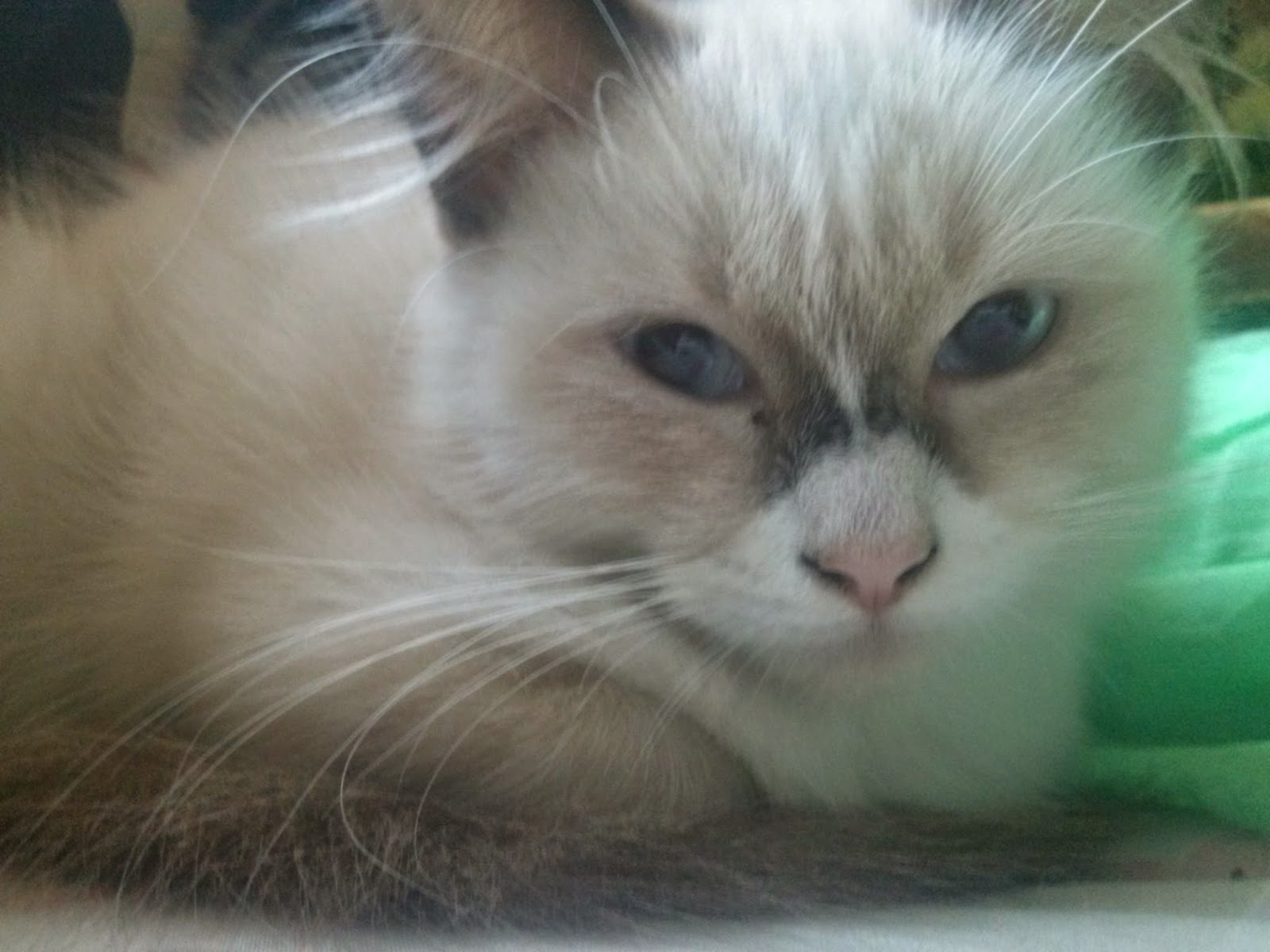 Simply.Exploring.the"Perhaps": The Fun of Rearing a Cat