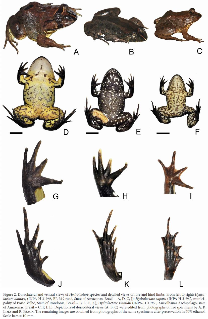 Species New to Science: [Herpetology • 2014] On the poorly sampled ...