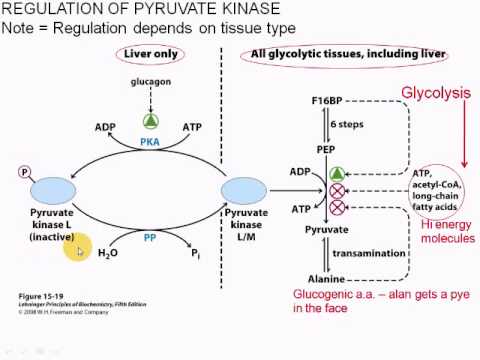 World of Biochemistry (blog about biochemistry): Regulation of glycolysis