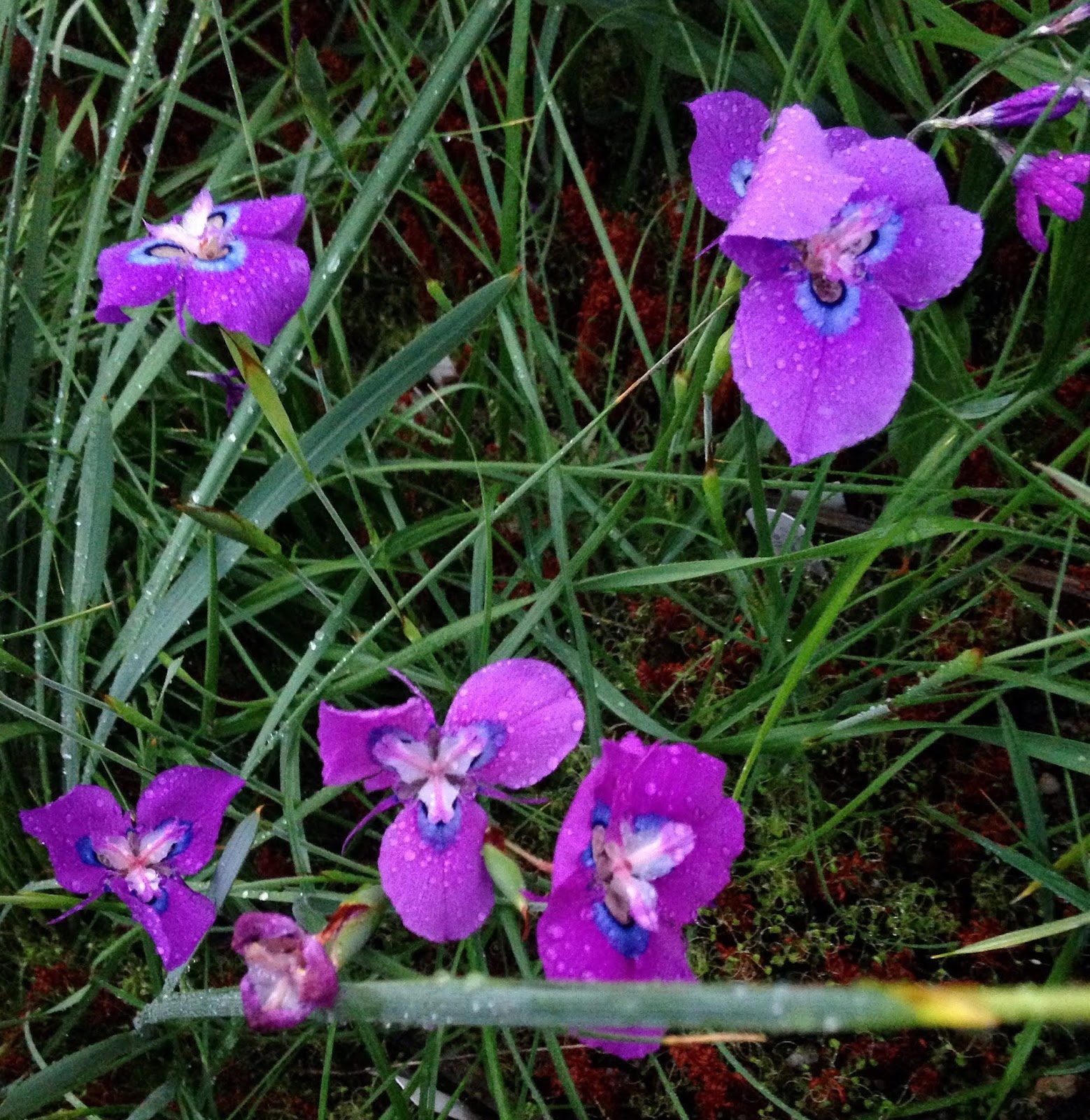 Growing Cool Plants: Moraea villosa Color Forms