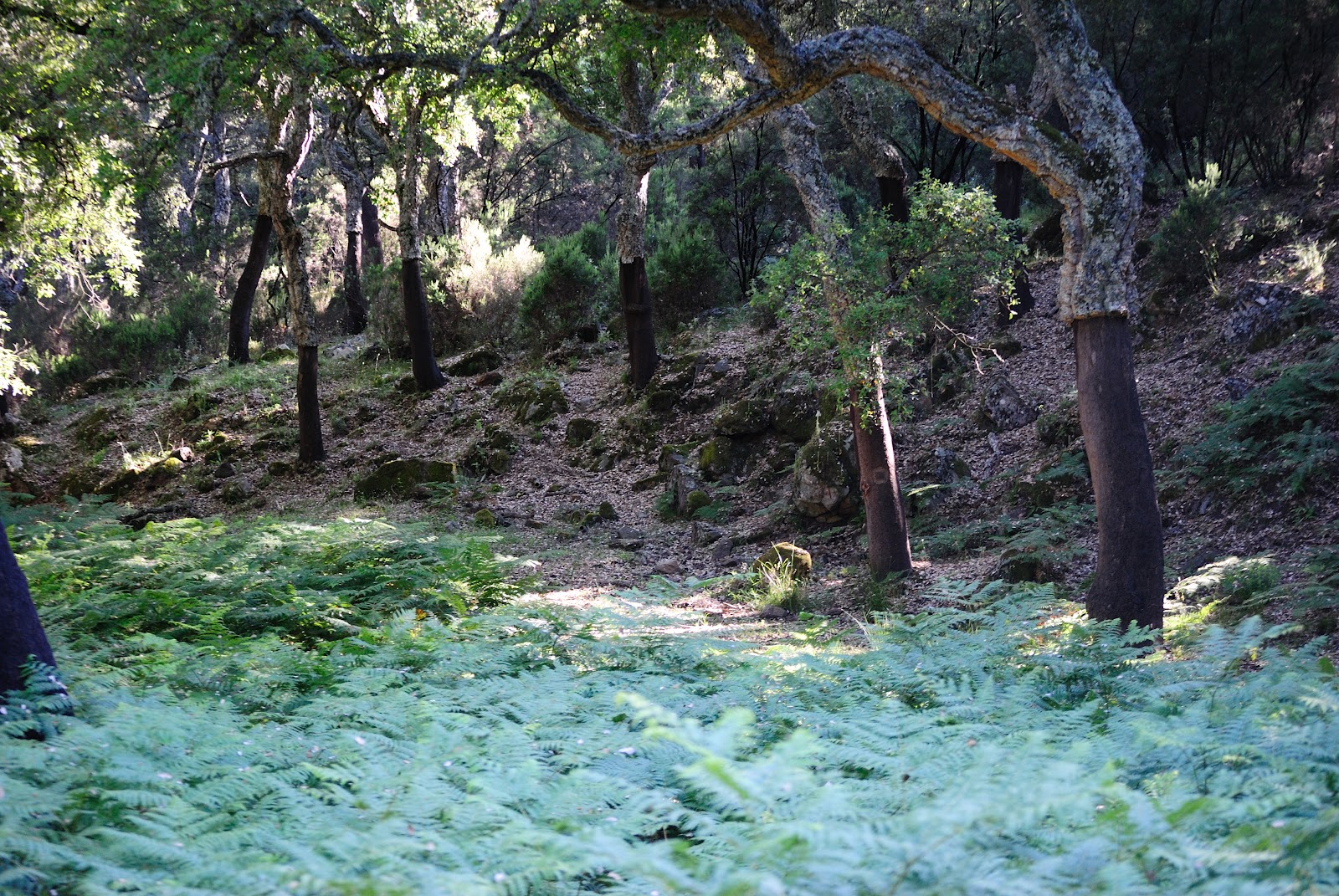 Estación de Gaucín - El Colmenar: PARQUE NATURAL DE LOS ALCORNOCALES