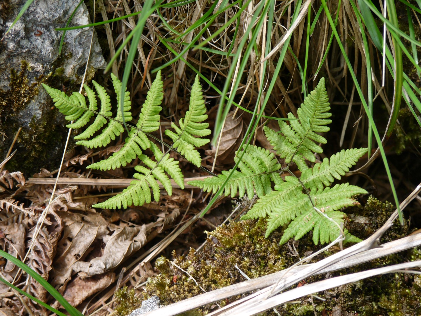 Hutton Roof's Special Ferns and More: Gymnocarpium robertianum ...