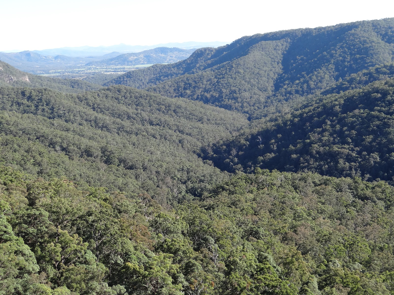 sunshinecoastbirds: Hiking in the Blackall Range