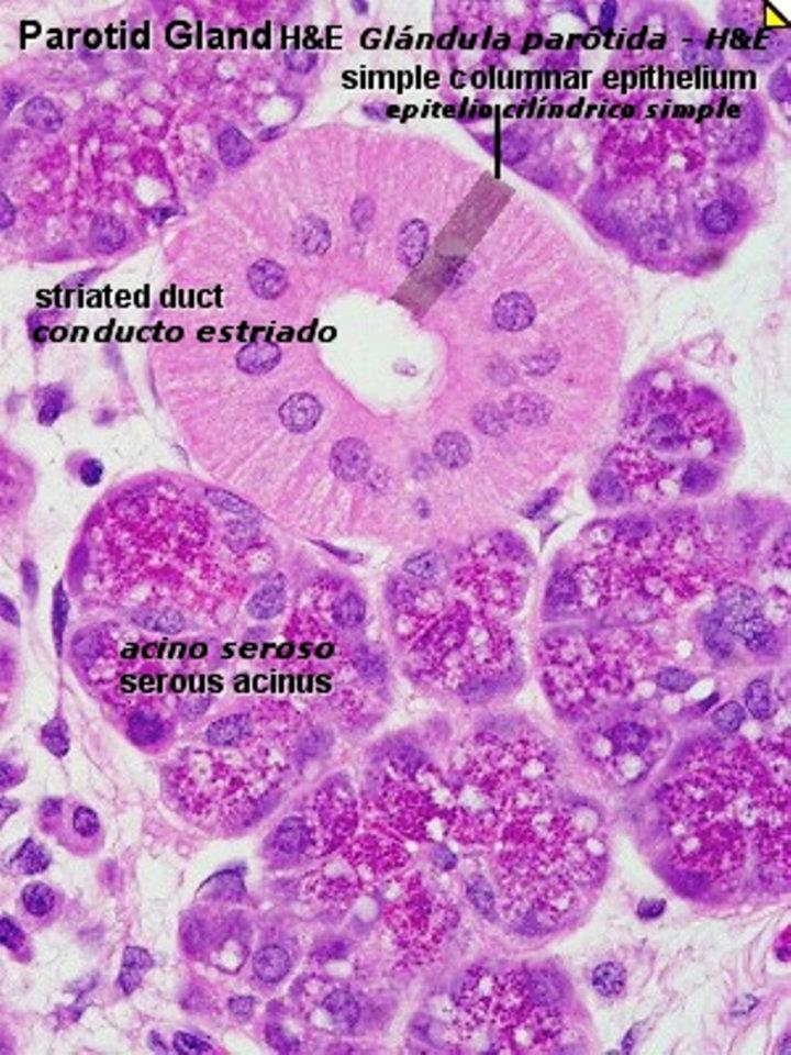 Plantão Médico: HISTOLOGÍA TEJIDO EPITELIAL DE REVESTIMIENTO Y GLANDULAR
