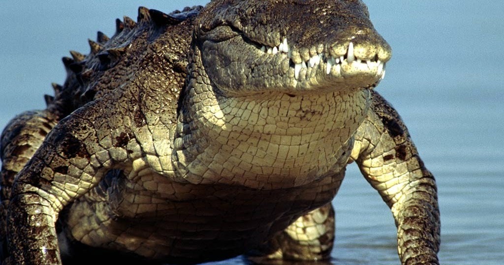 animalstory: LOS COCODRILOS DE RAMREE