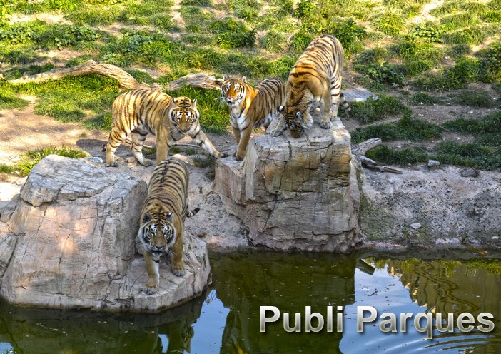 Terra Natura Benidorm prepara un menú degustación a más de 40 animales ...