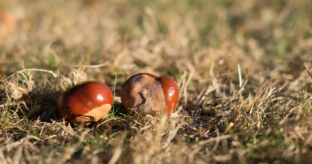 Chesnut DIYs To Strenghten Veins And Capillaries - Venusian*Glow