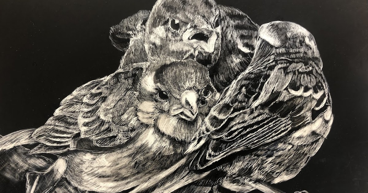 Kay's Art: Scratchboard birds