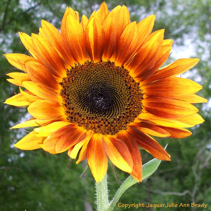 Julie Ann Brady : Blog On: Colorful Autumn Beauty Sunflower Pictures