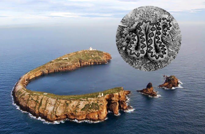 Anfibios y Reptiles de La Rioja: De islas, serpientes... y un poquito ...