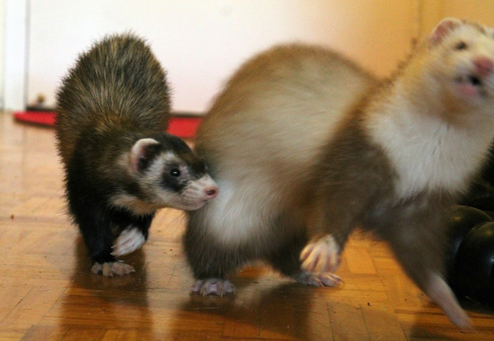 The Brindle Blog: The Weasel War Dance