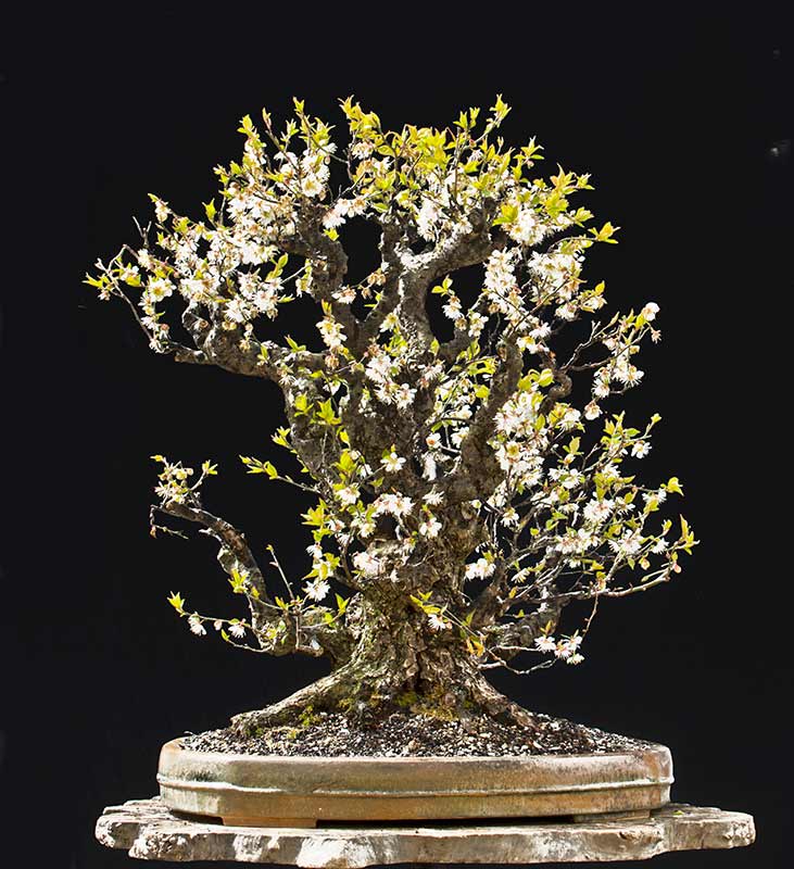 Walter Pall Bonsai Adventures: a few spring images