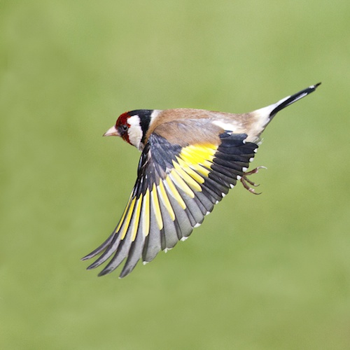 Wayland and District Photographic Club (WDPC Norfolk): 25th September ...