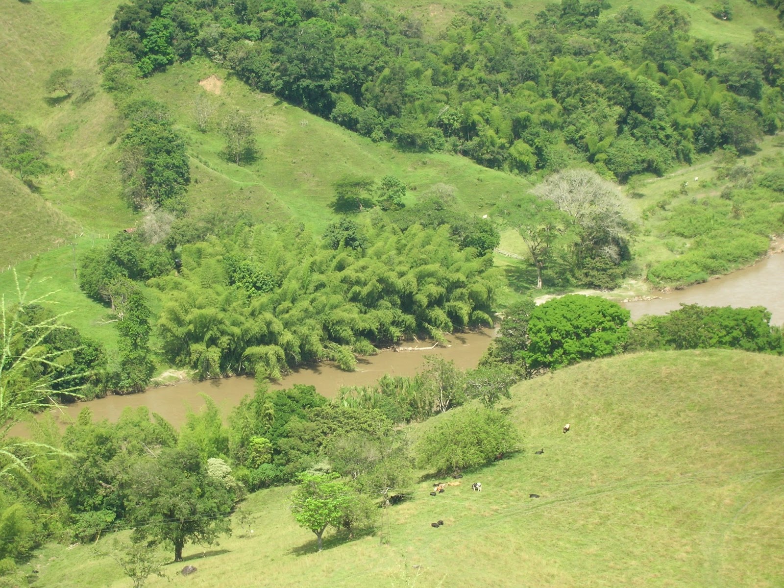 LA GUADUA EN LATINOAMERICA