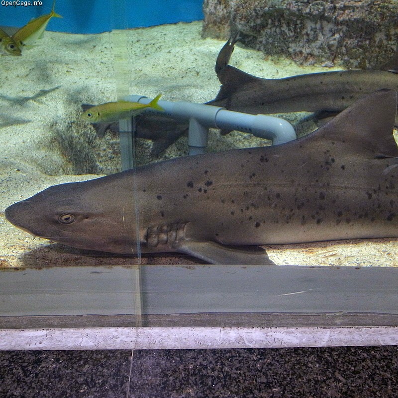 Animals of the world: Banded houndshark