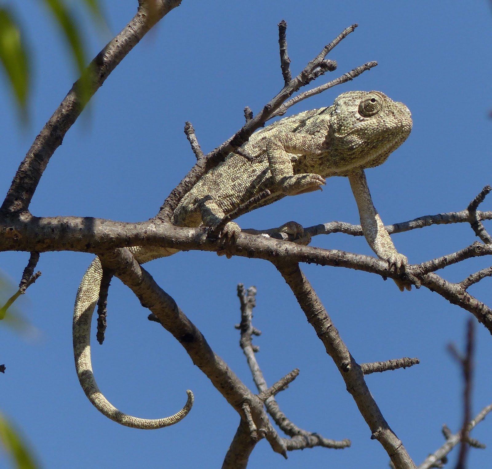 A Field Notebook: Lizards in Cyprus