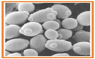 Saccharomyces cerevisiae mikroorganisme eukaryotic dengan diameter 5-10 ...