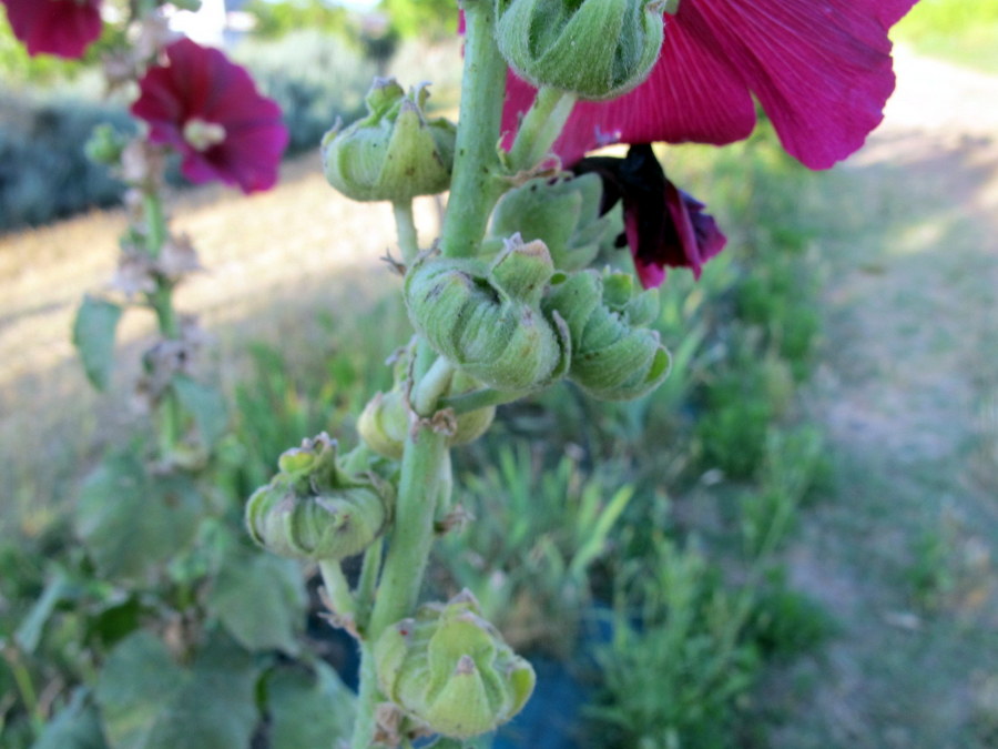 FLORA NEL SALENTO e.. anche altrove: Alcea biennis Winterl - Malvaceae ...