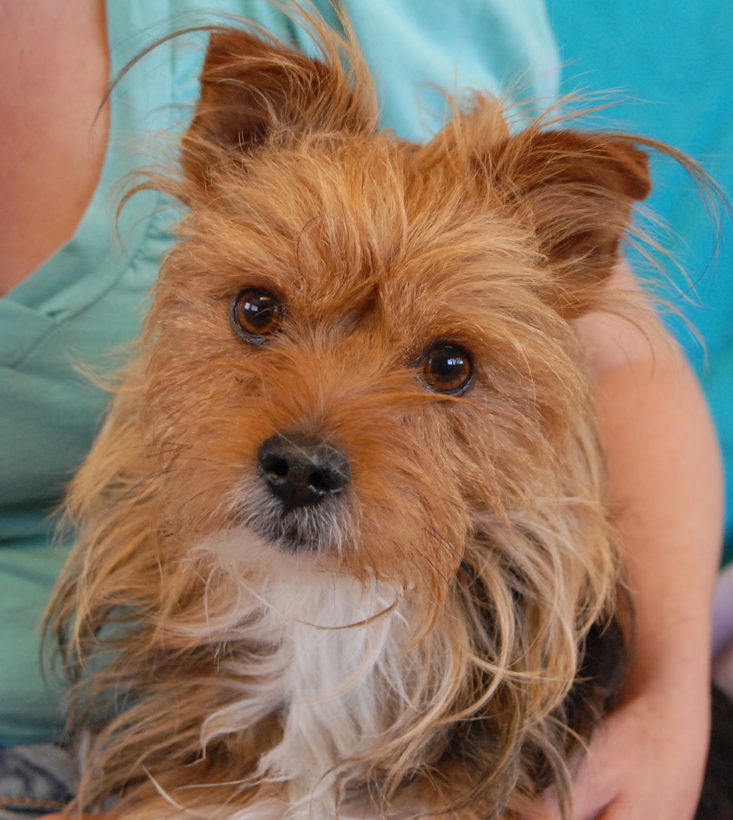 Gomer, a Yorkshire Terrier for adoption.