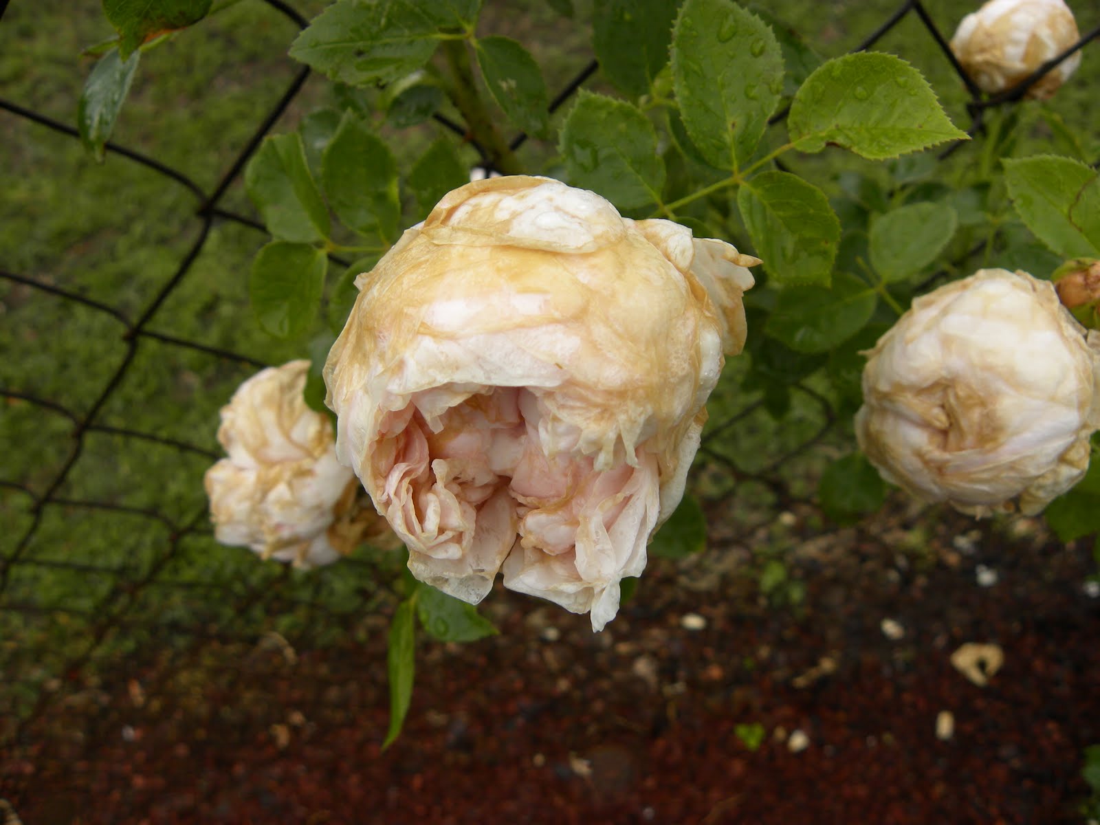 Red Dirt Roses: I Hate Thrips!